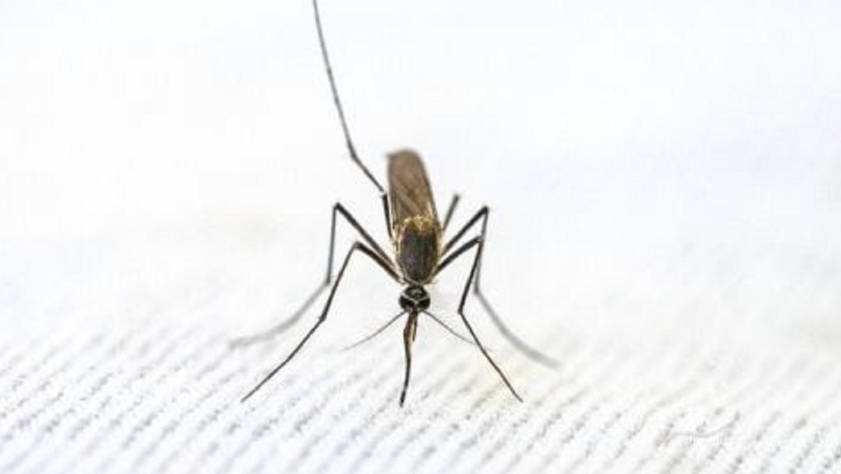 Surge in dengue fever cases connected to global climate change ...